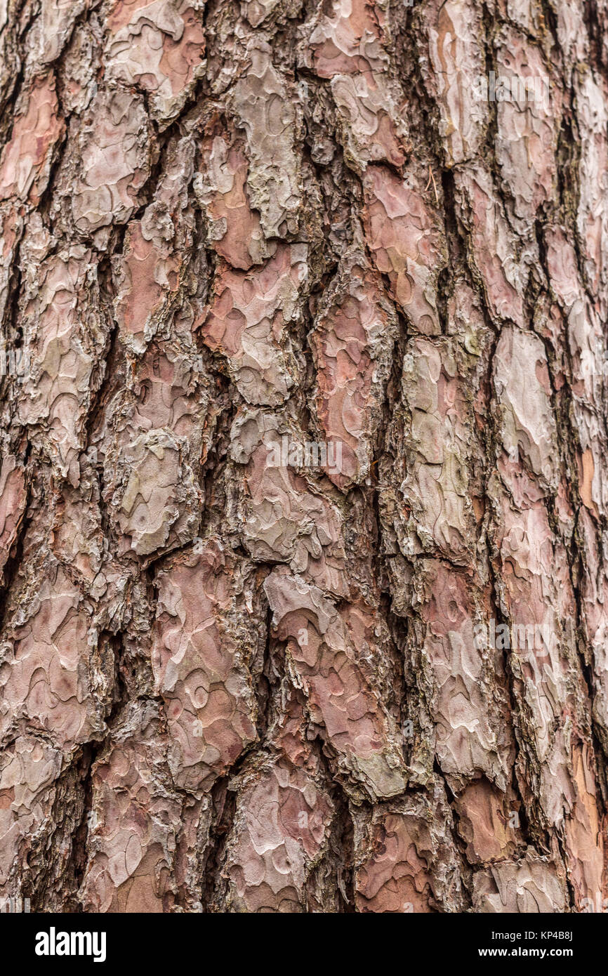 Brown tree trunk of old trees in the forest Stock Photo - Alamy