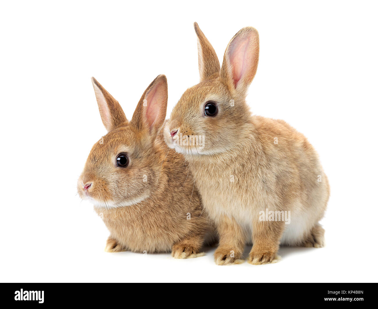 tow cute golden rabbits sitting looking away Stock Photo - Alamy