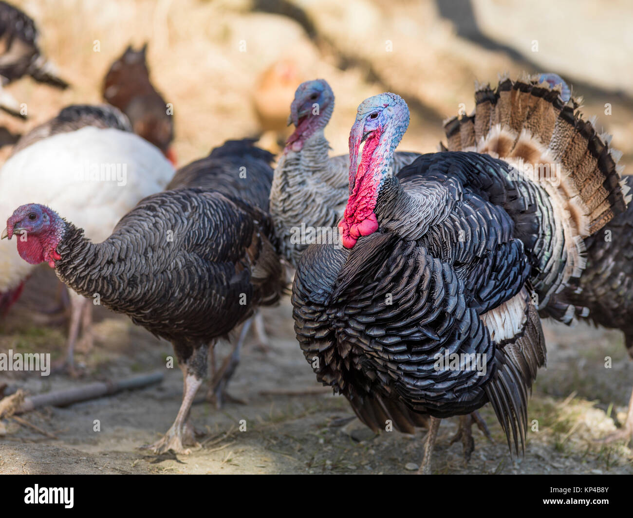 Large wild turkey species hi-res stock photography and images - Alamy