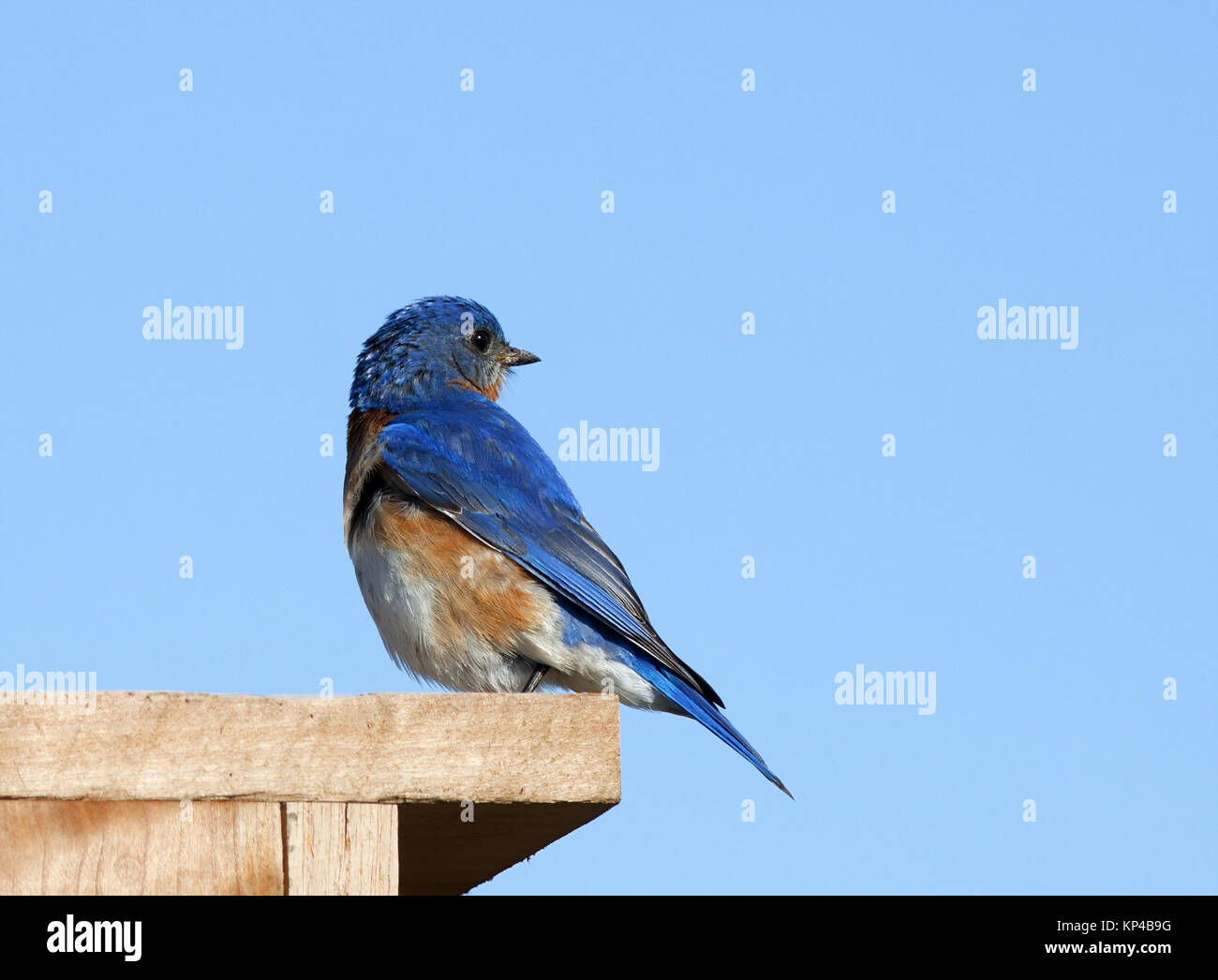 A male Eastern Bluebird perched on it's nesting box Stock Photo - Alamy