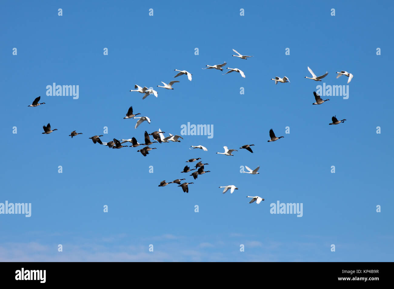 Bird flight paths hi-res stock photography and images - Alamy