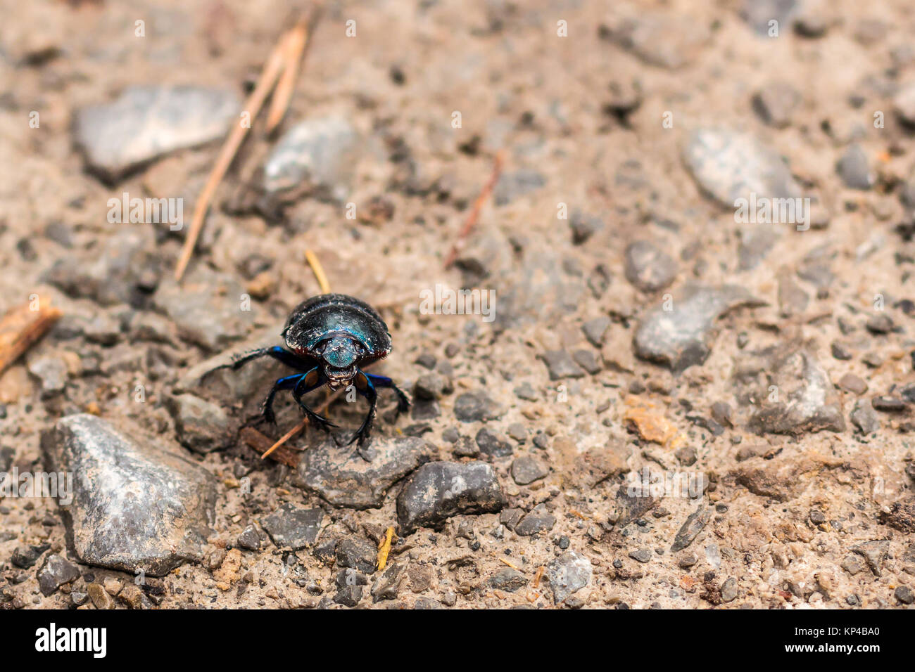 Little black bug on the ground in the forest Stock Photo - Alamy