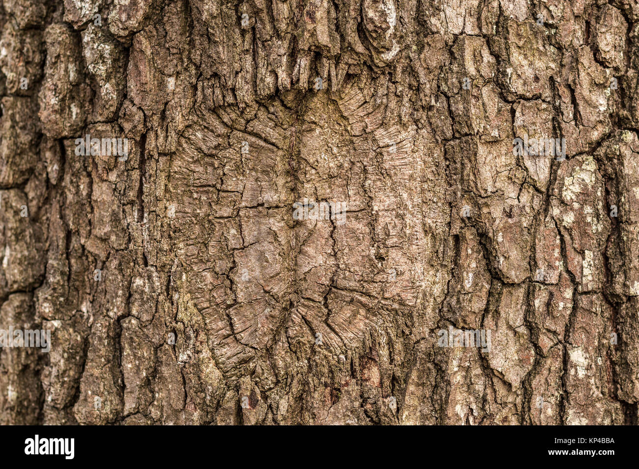 Brown tree trunk of old trees in the forest Stock Photo - Alamy