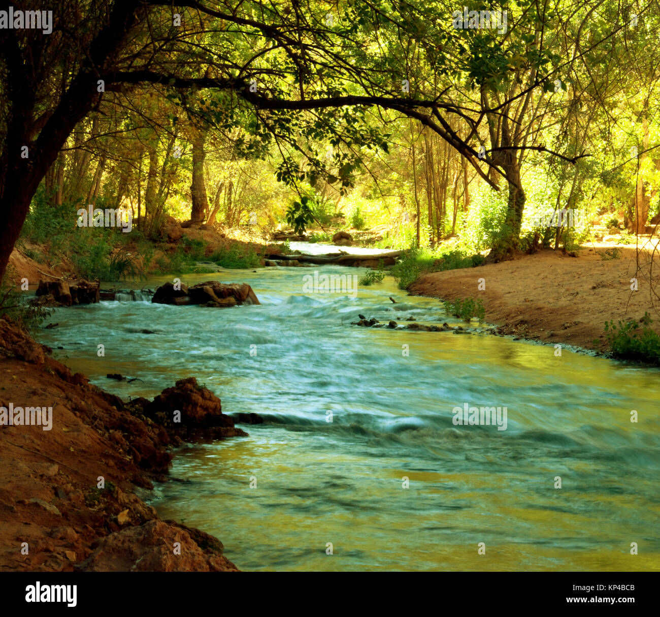 creek in forest Stock Photo - Alamy