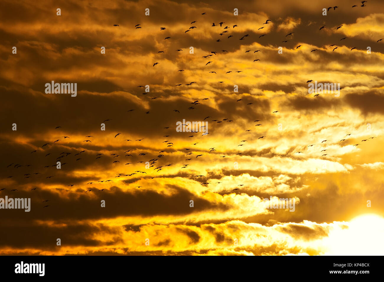 Geese flying at Sunset Stock Photo - Alamy