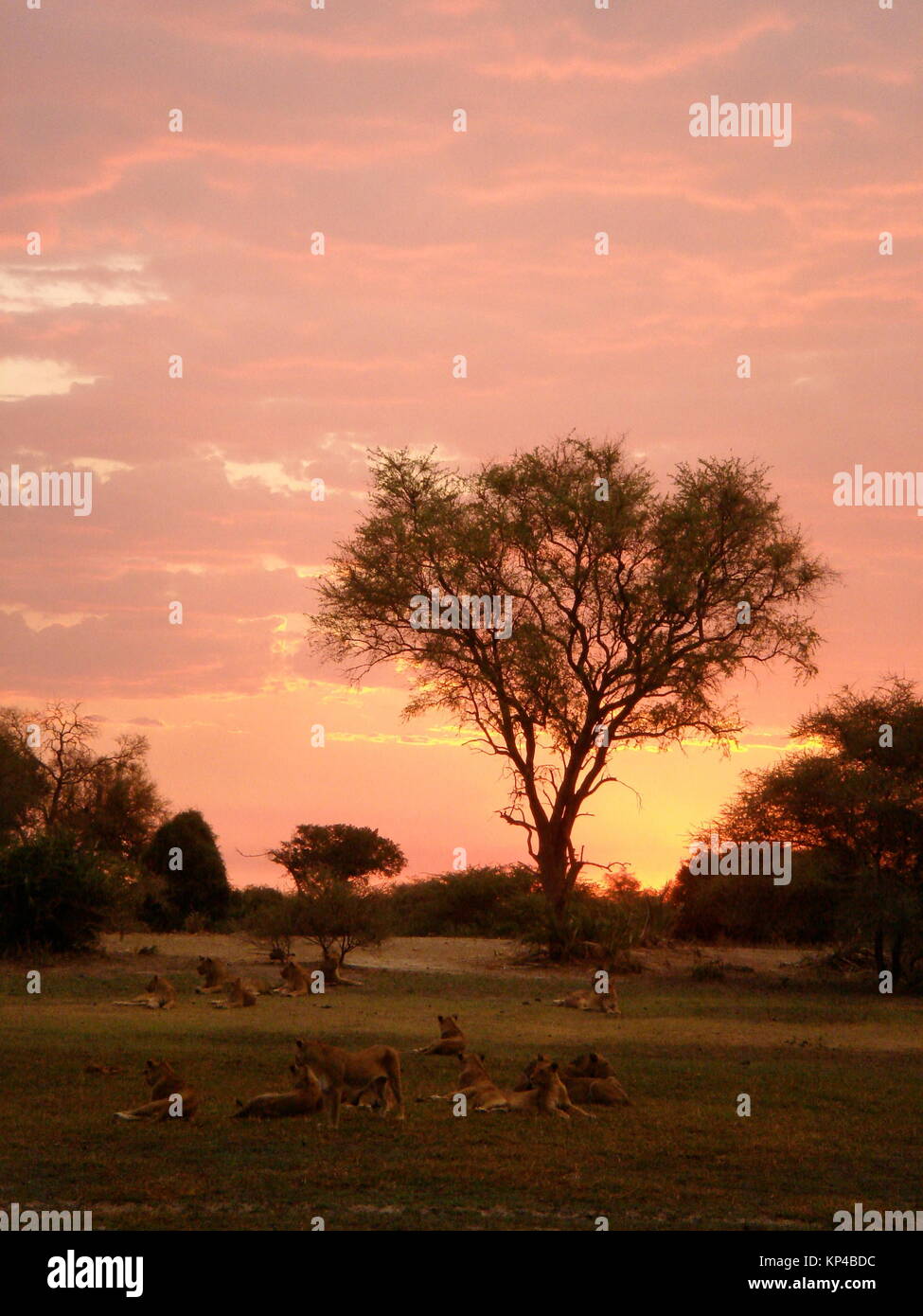 Lions at sunset hi-res stock photography and images - Alamy