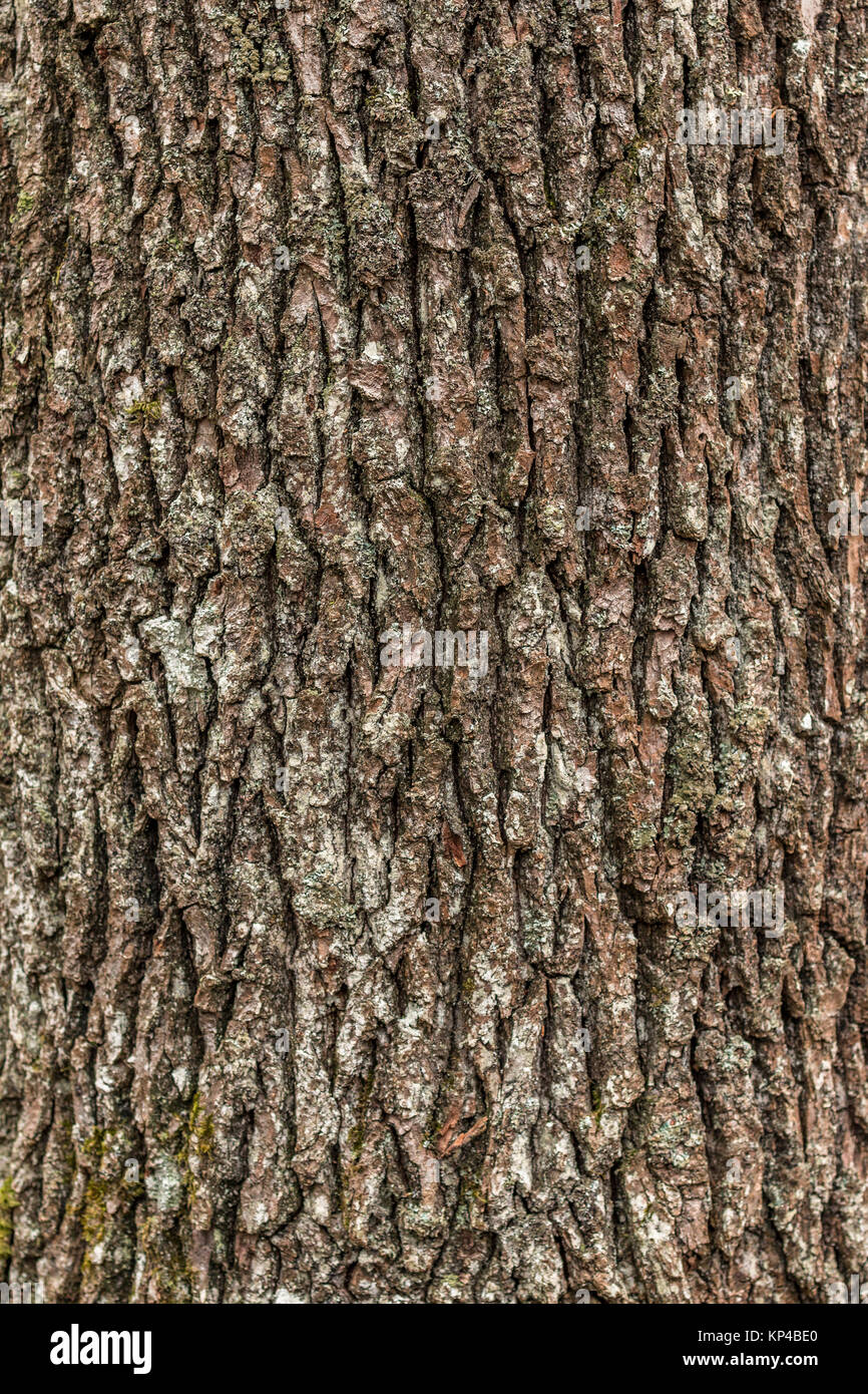 Brown tree trunk of old trees in the forest Stock Photo - Alamy
