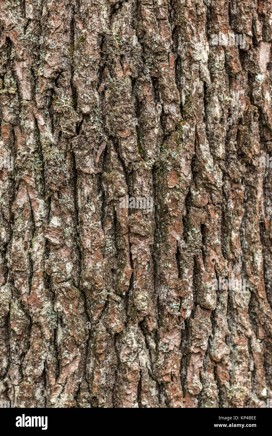 Brown tree trunk of old trees in the forest Stock Photo - Alamy