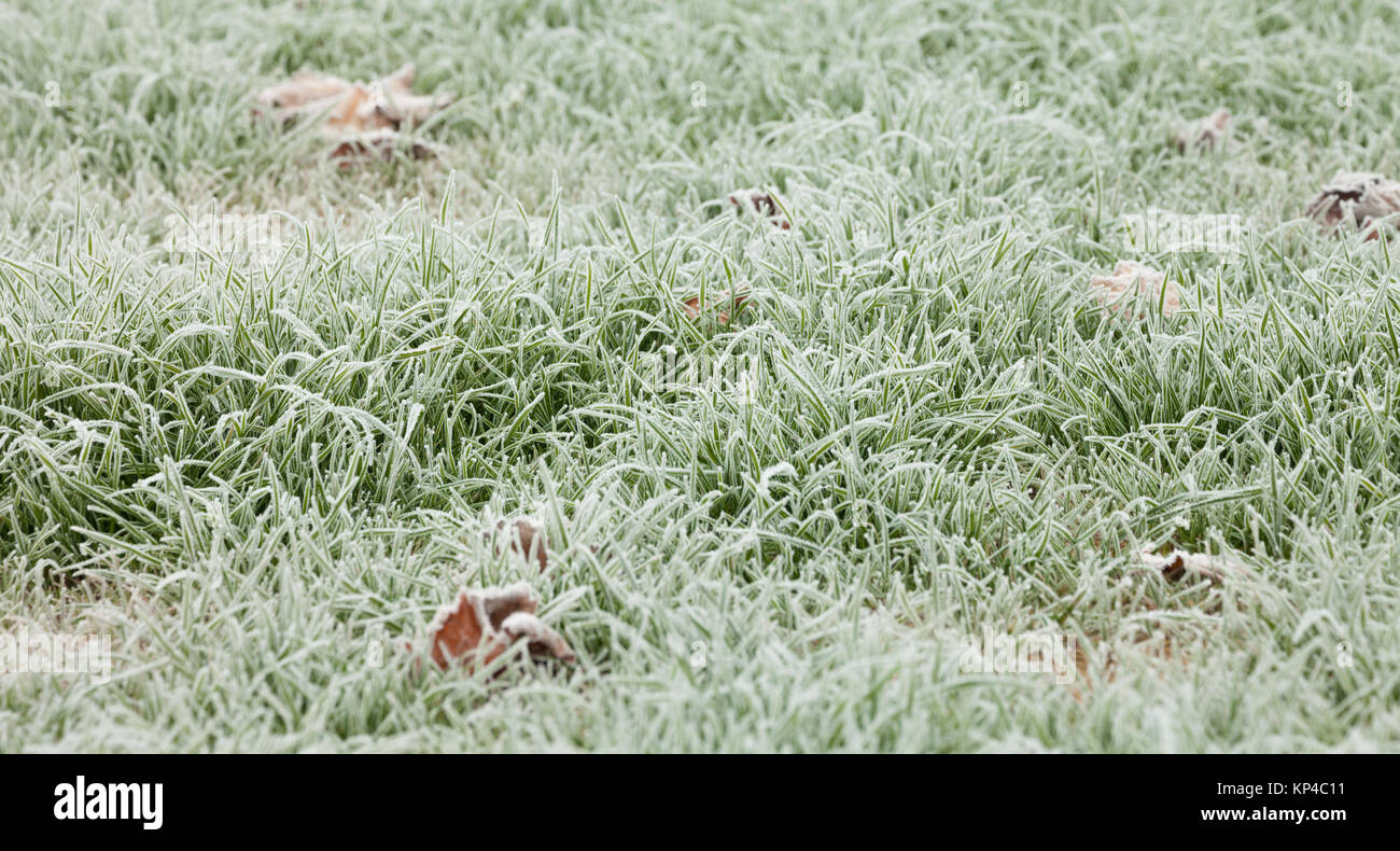 frost grass after a cold night in winter Stock Photo - Alamy