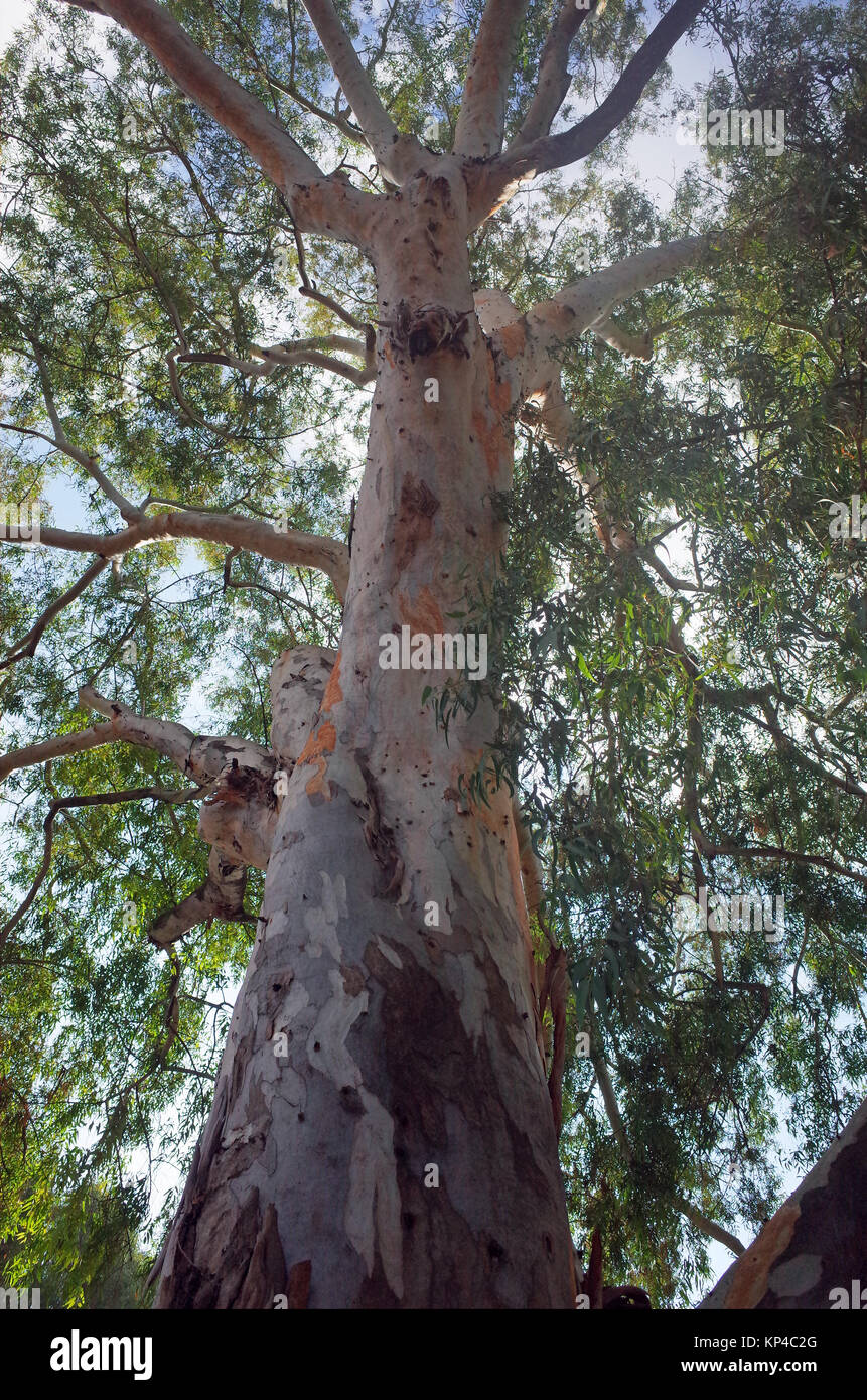 Eucalypus trees hi-res stock photography and images - Alamy