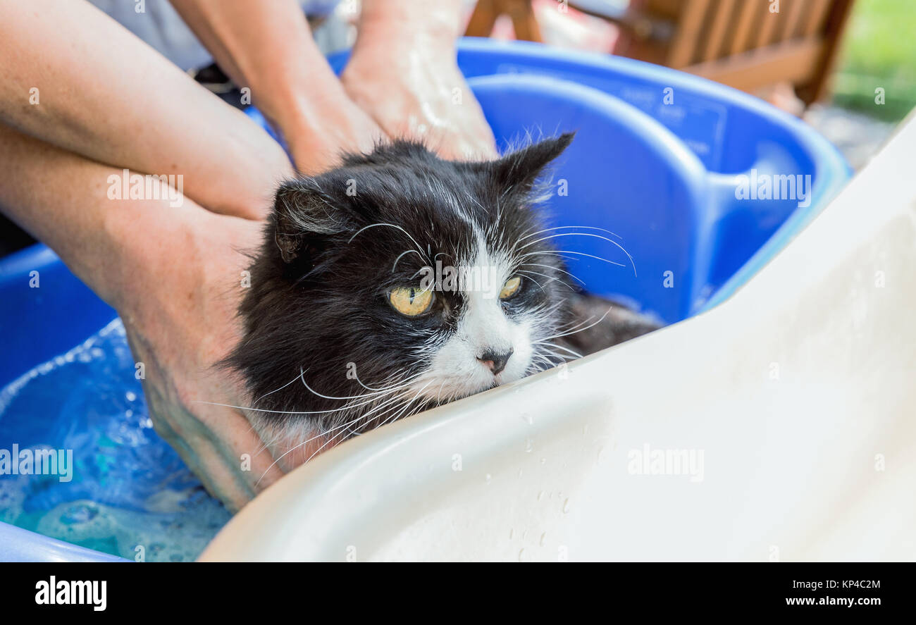 Cat bath. Wet cat. Bathing a cat in a bathtub. Cute wet cat Stock Photo ...
