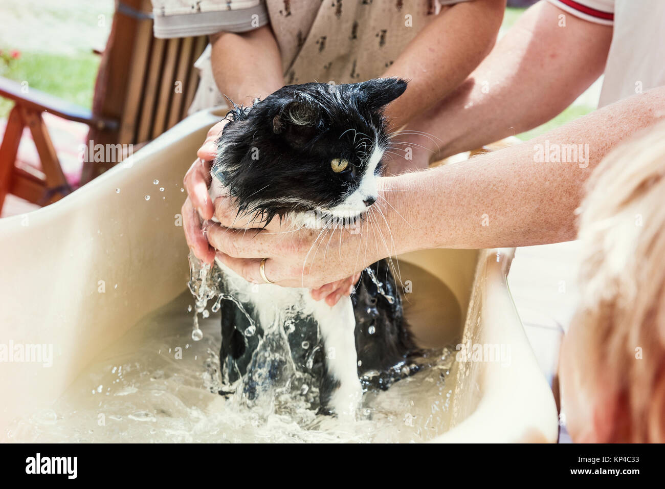 Cat bath. Wet cat. Bathing a cat in a bathtub. Cute wet cat Stock Photo ...
