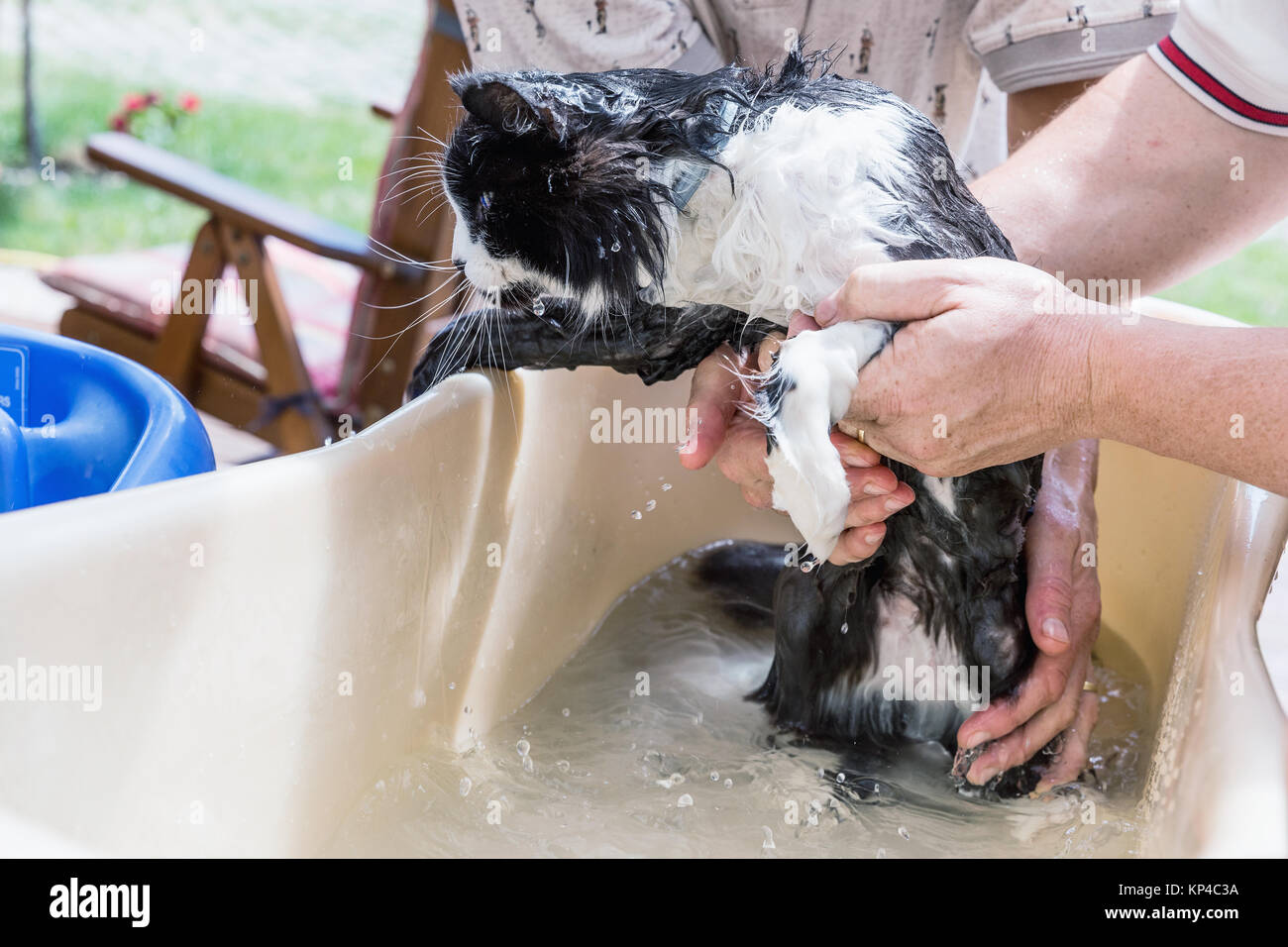 Cat bath. Wet cat. Bathing a cat in a bathtub. Cute wet cat Stock Photo ...