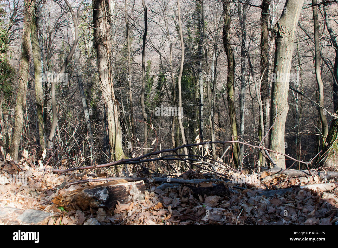 Deep woods hi-res stock photography and images - Alamy