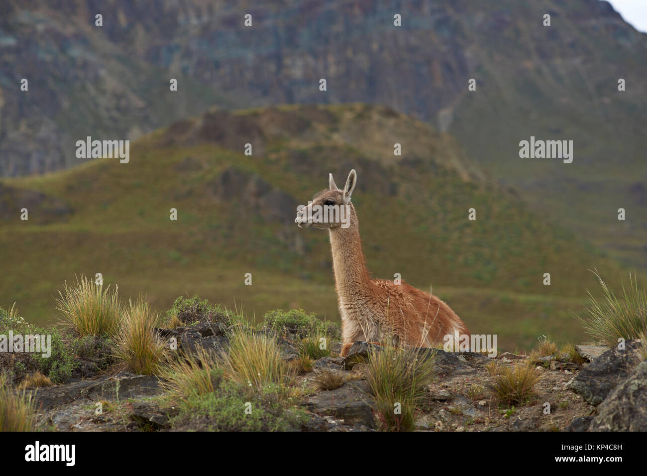 Guanaco (Lama guanicoe) on a hillside in Valle Chacabuco, northern ...