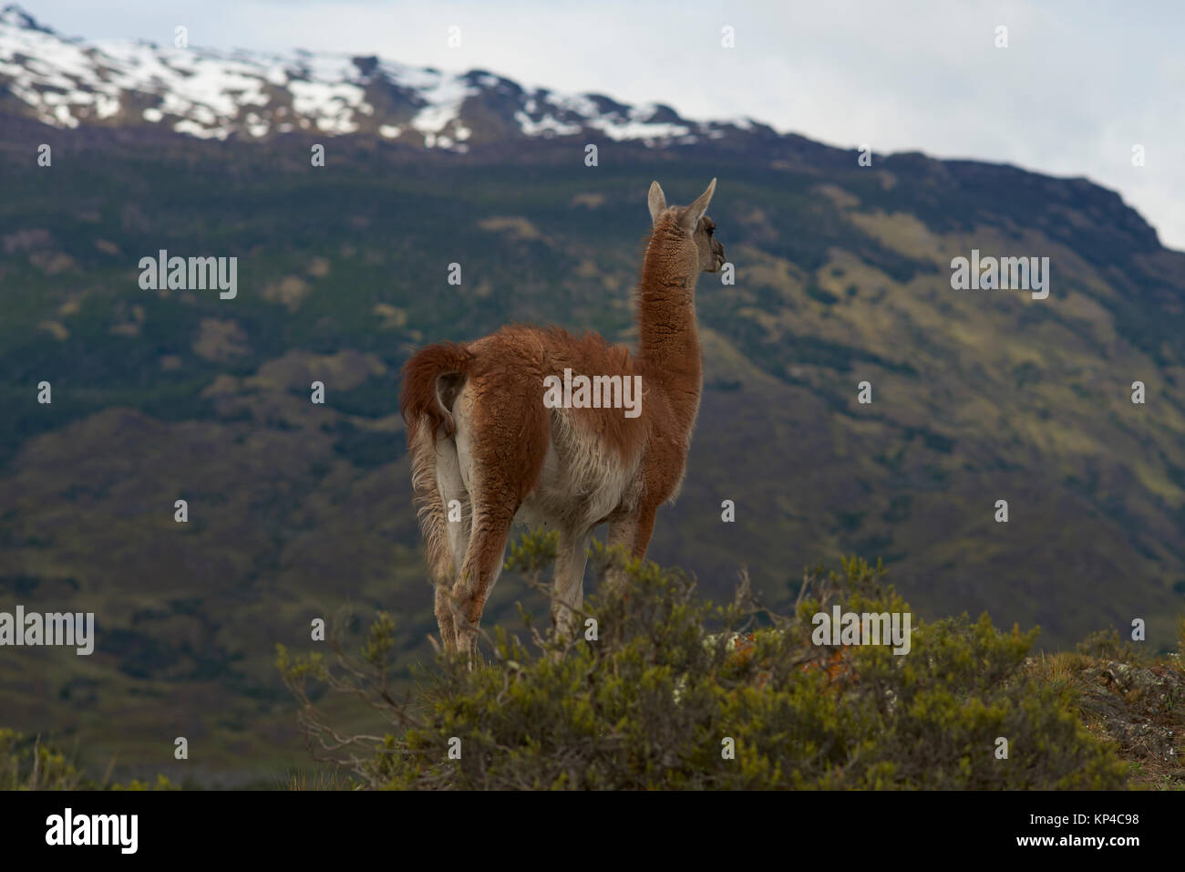 Guanaco (Lama guanicoe) standing on a hillside in Valle Chacabuco ...