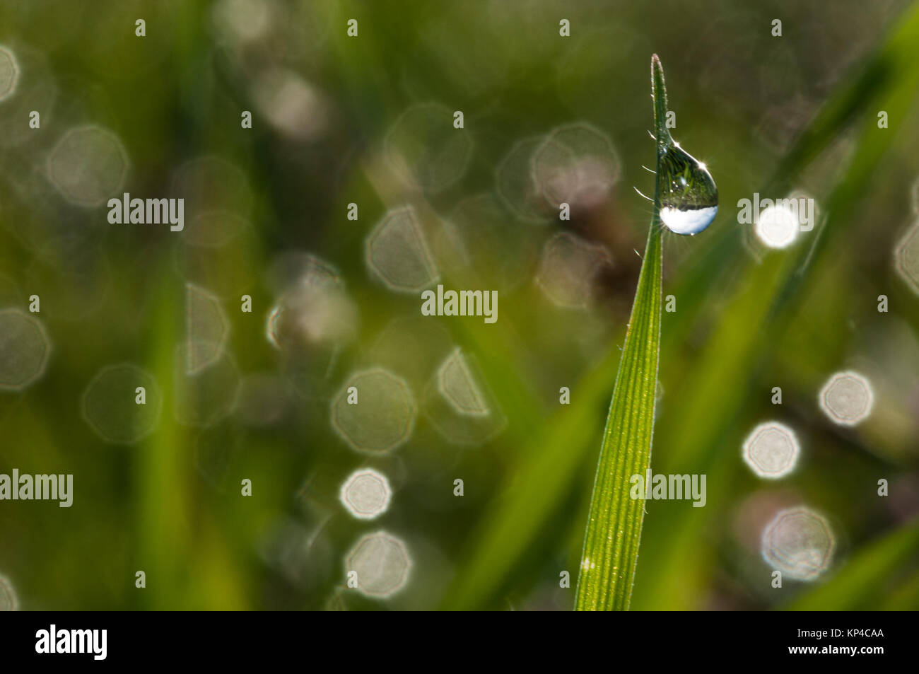 Morning Dew on grass leafs Stock Photo - Alamy