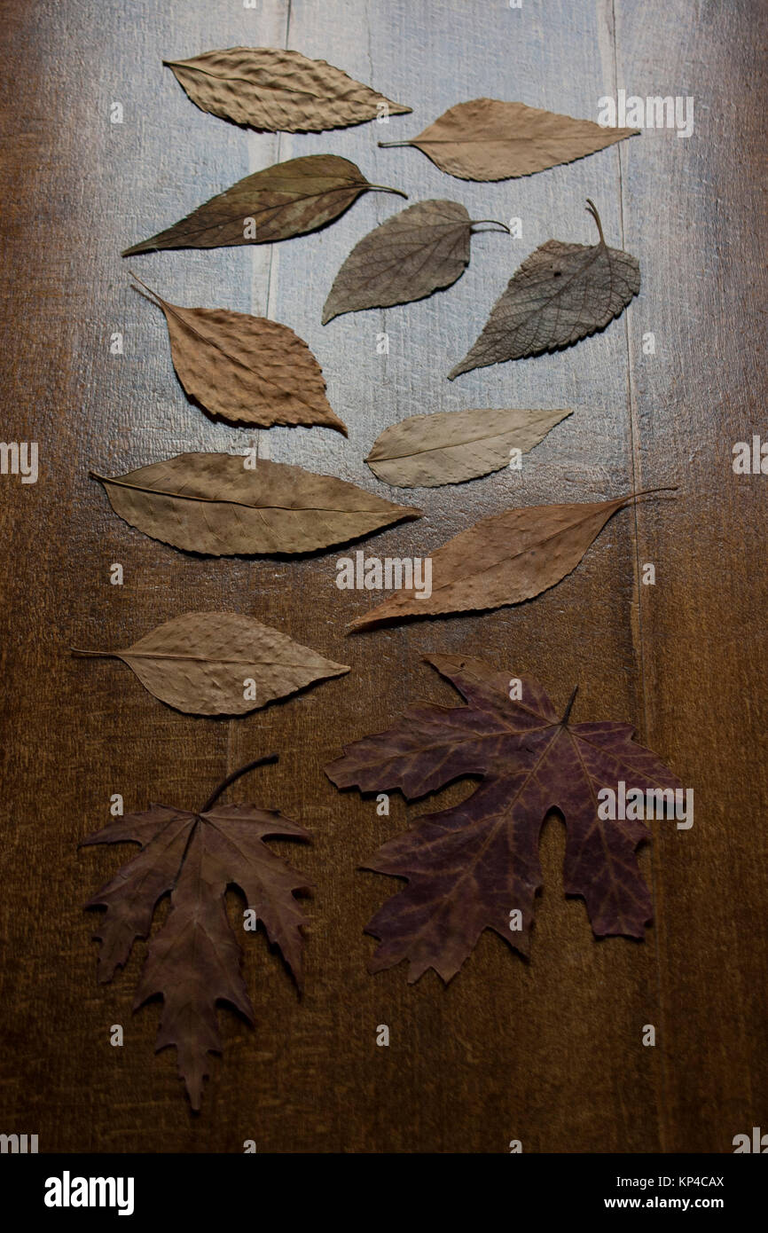 Dry leaves on the table Stock Photo - Alamy