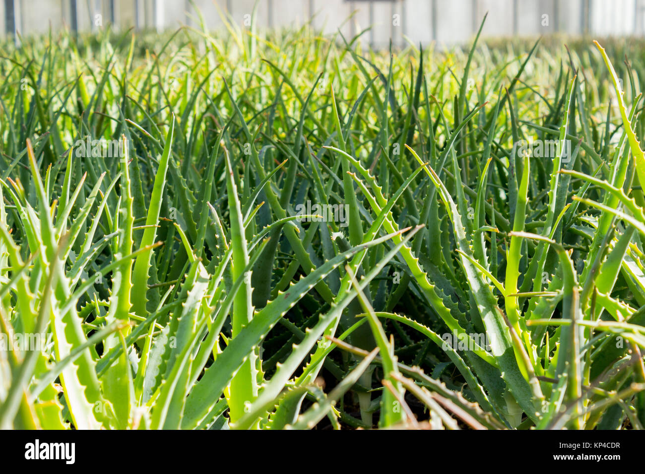Aloe vera plantation in nursery Stock Photo - Alamy