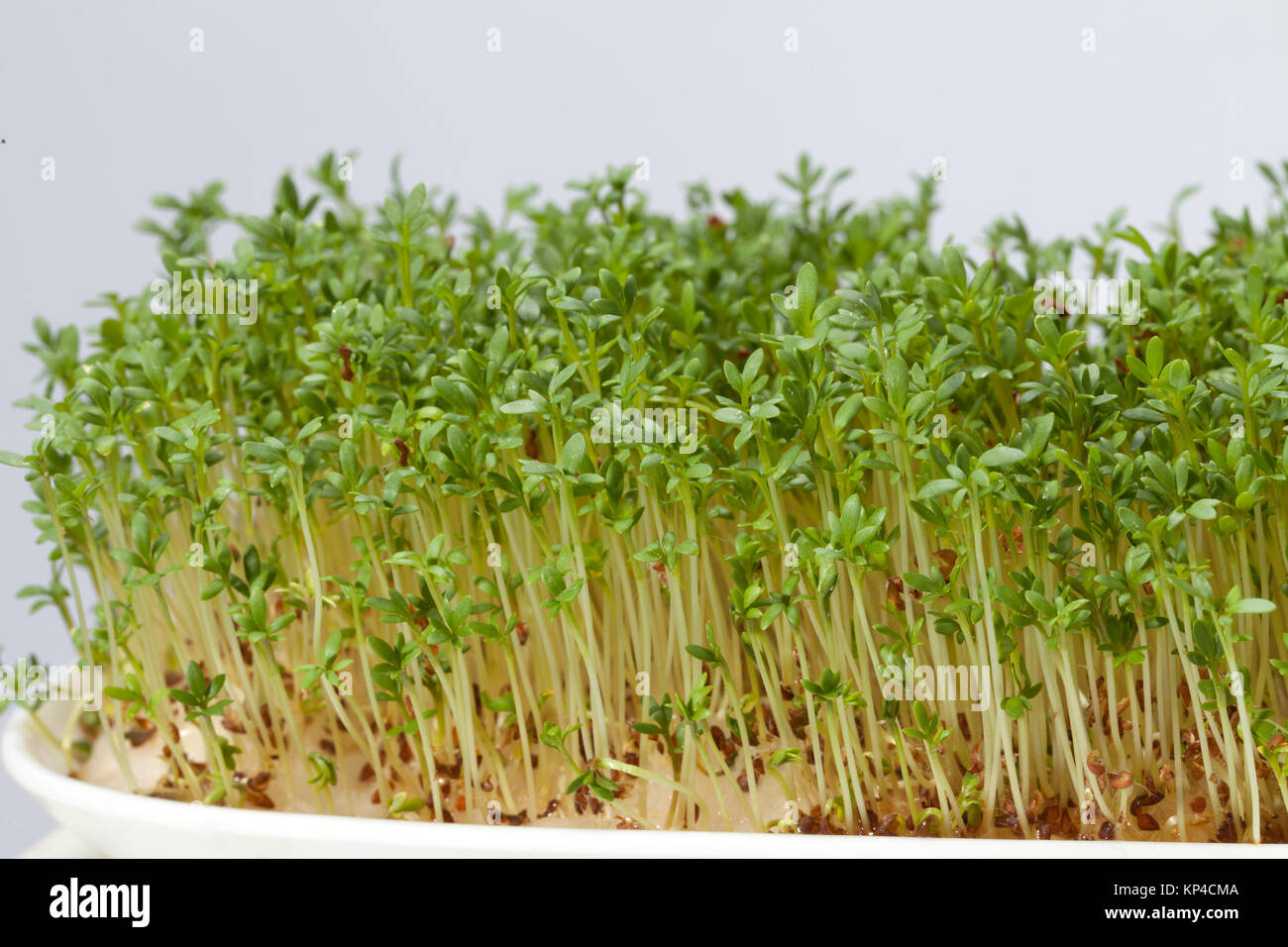 Cress seedlings isolated on white background Stock Photo - Alamy