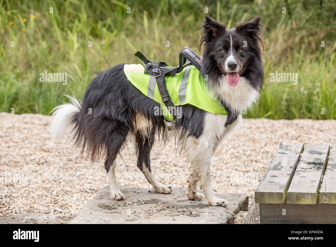 Guide dog hi-res stock photography and images - Alamy