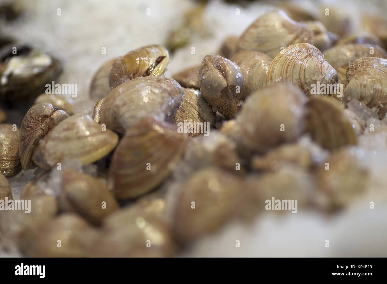 close up image of clam Stock Photo - Alamy