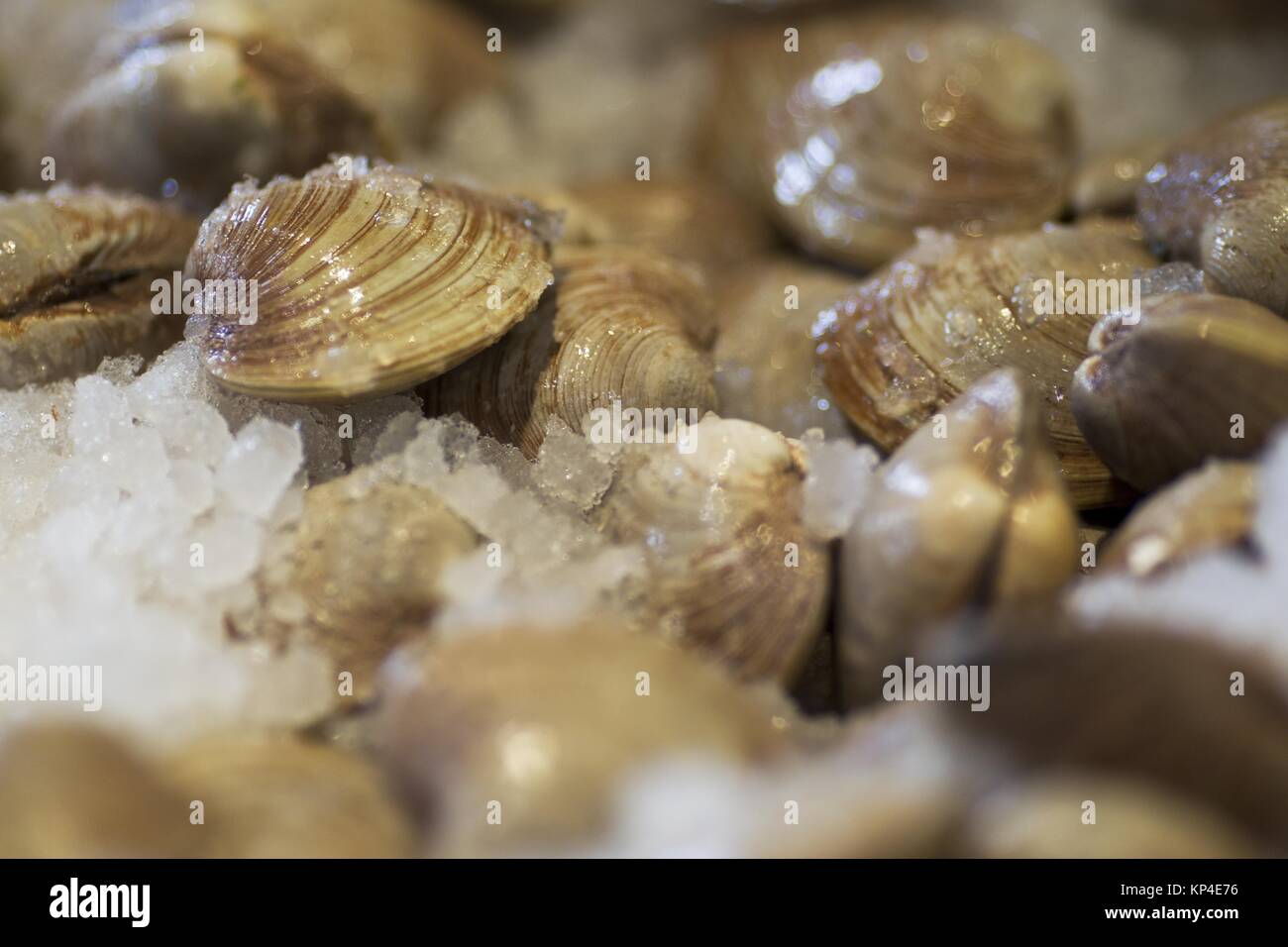 close up shot of clams on ice Stock Photo - Alamy