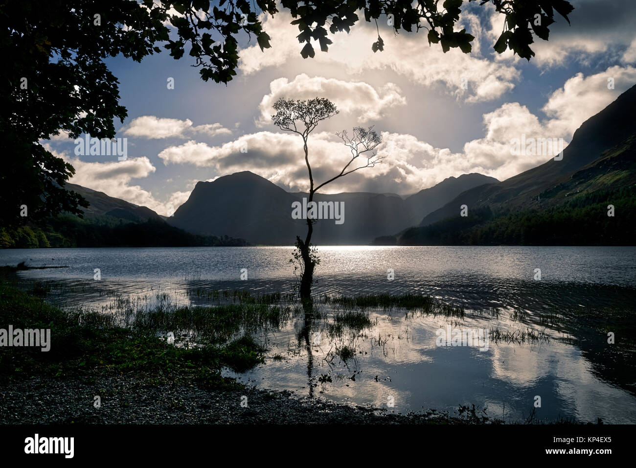 Buttermere lone tree with sunbeams shining through clouds Stock Photo ...