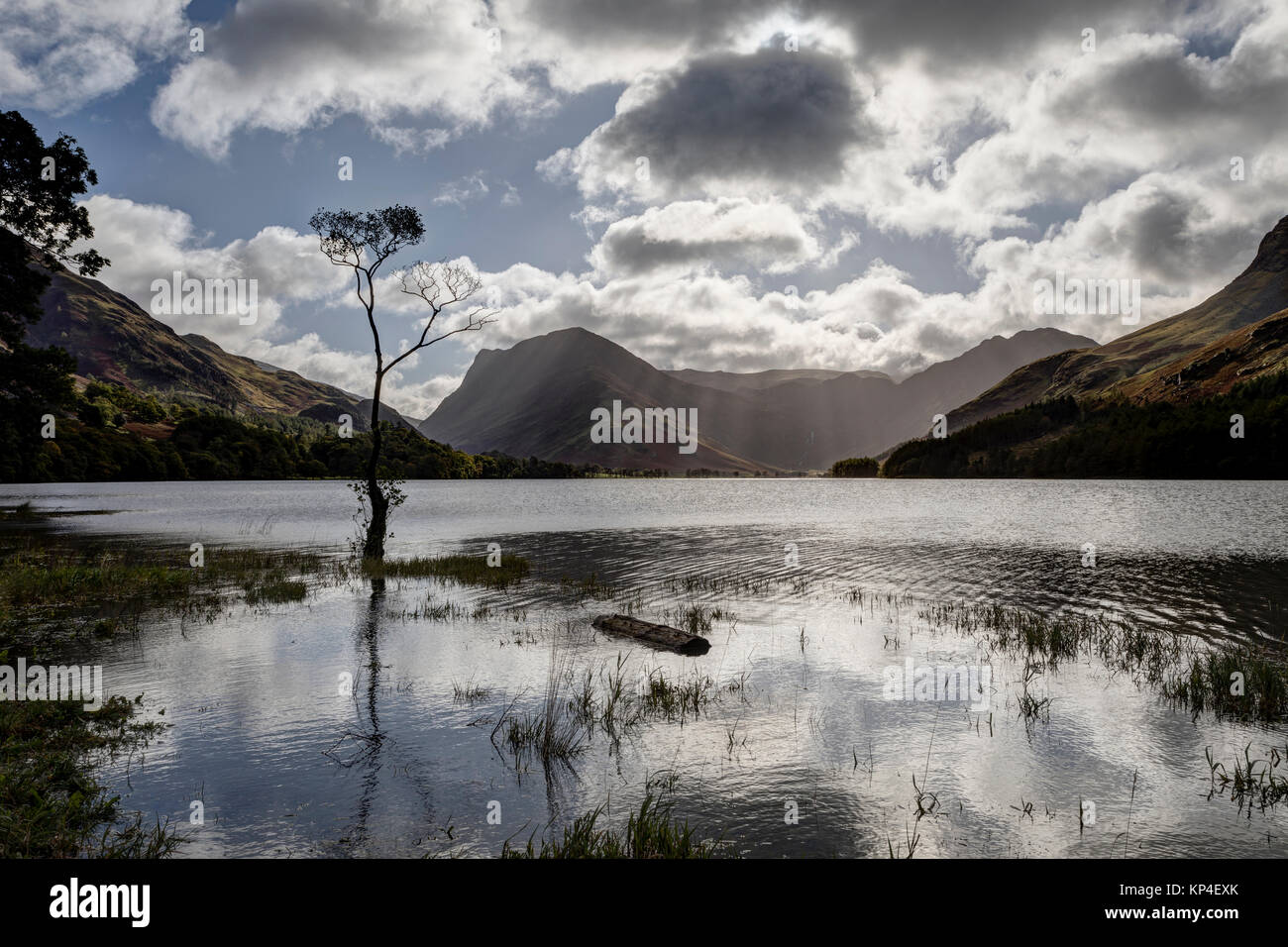 Buttermere lone tree with sunbeams shining through clouds Stock Photo ...