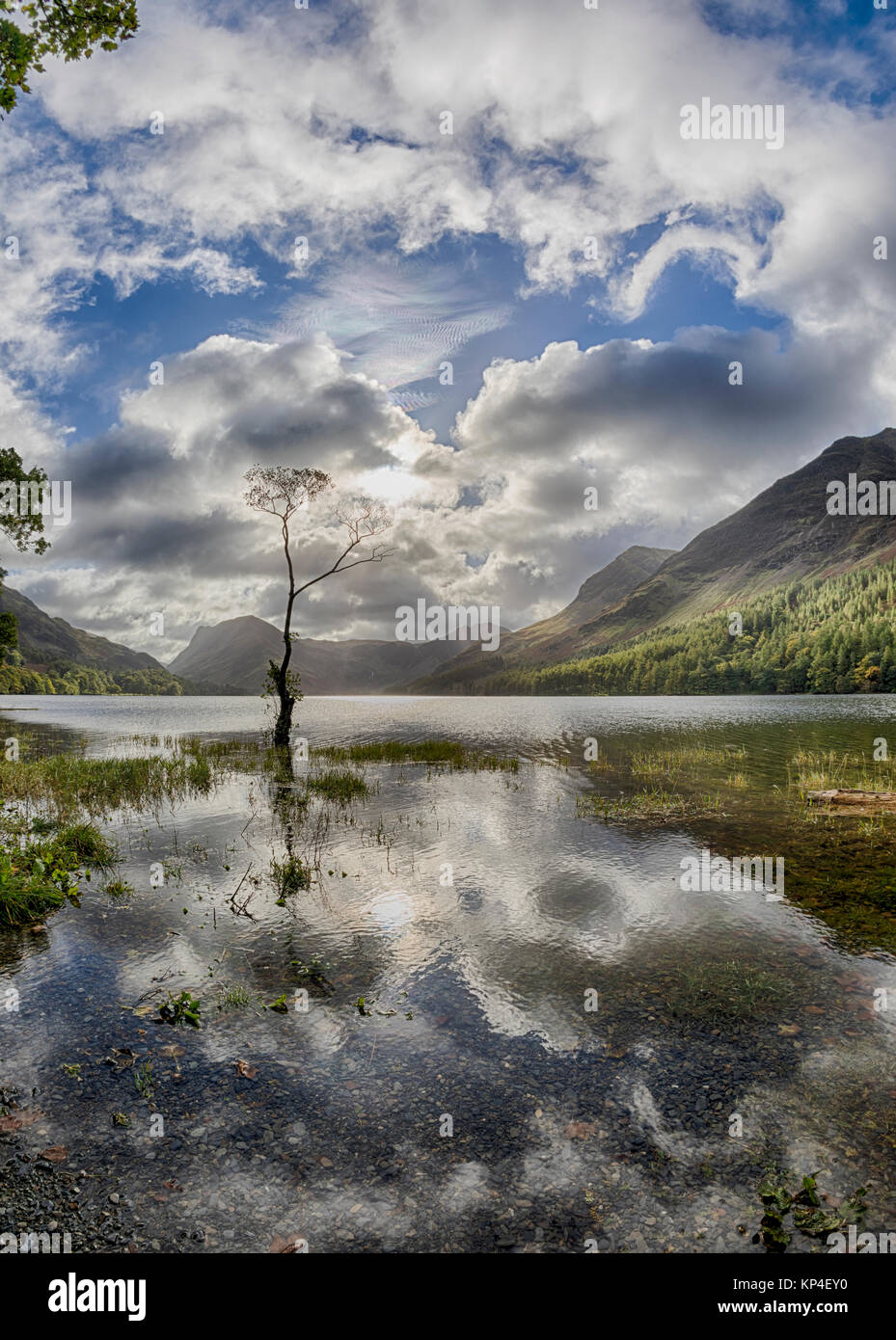 Buttermere lone tree with sunbeams shining through clouds vertical ...