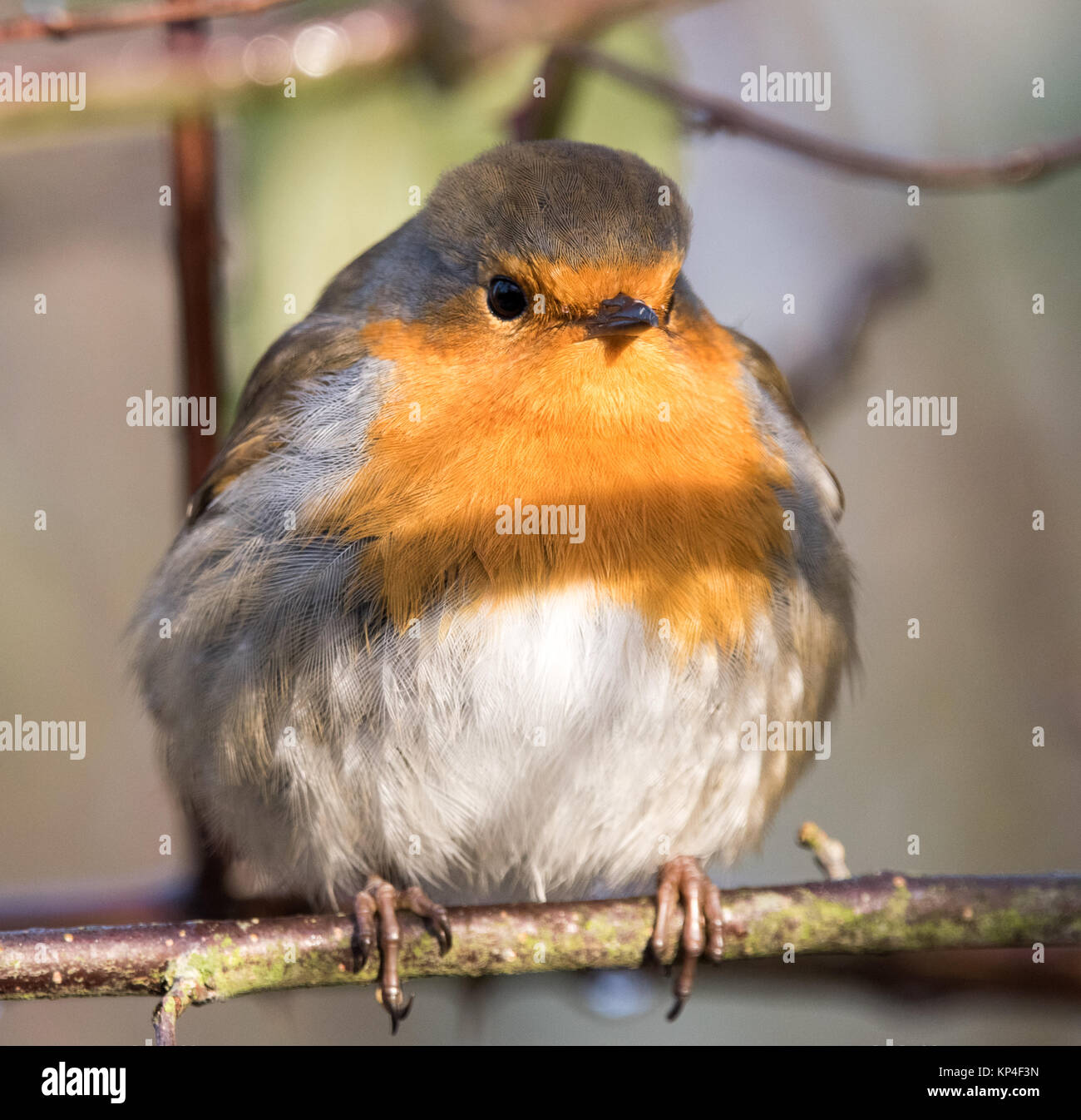 A robin looking up hi-res stock photography and images - Alamy