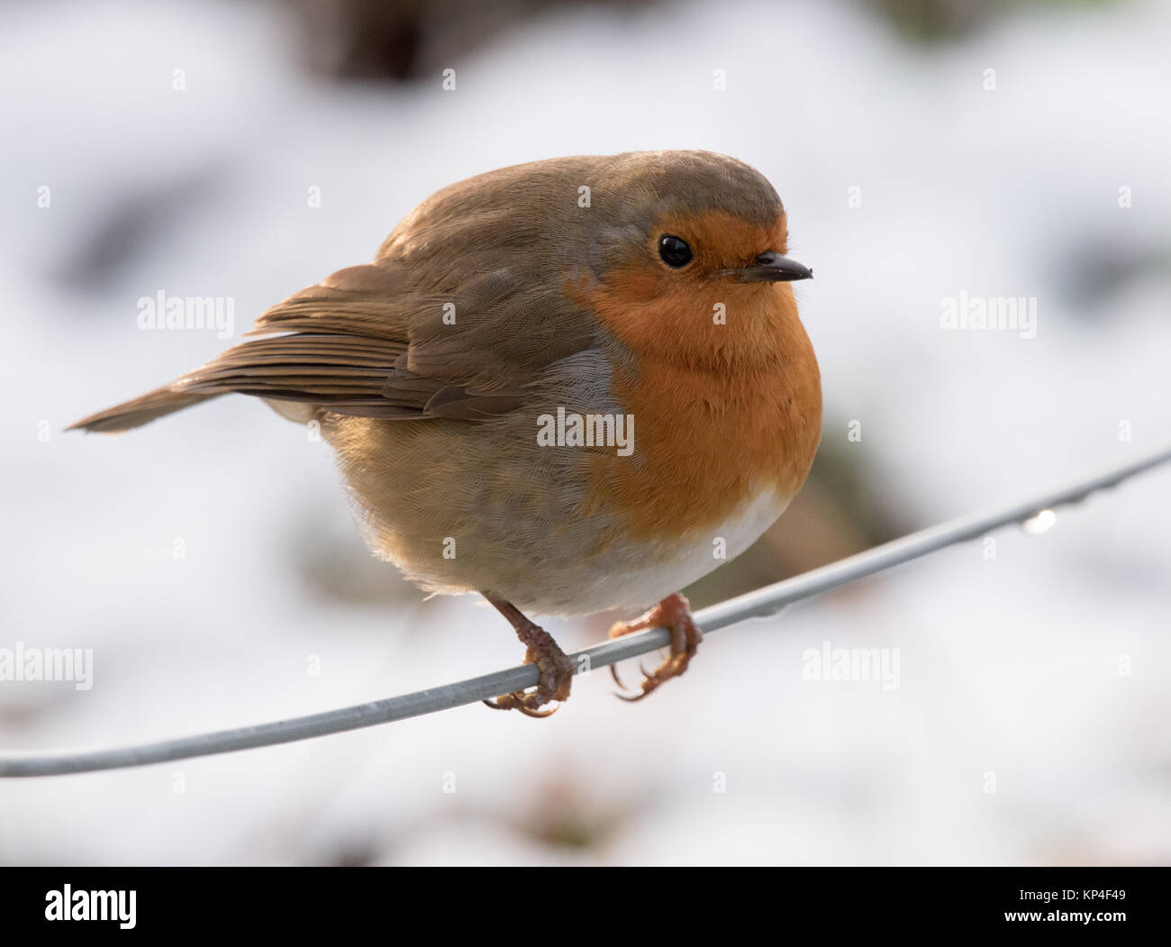 Robin on a wire hi-res stock photography and images - Alamy