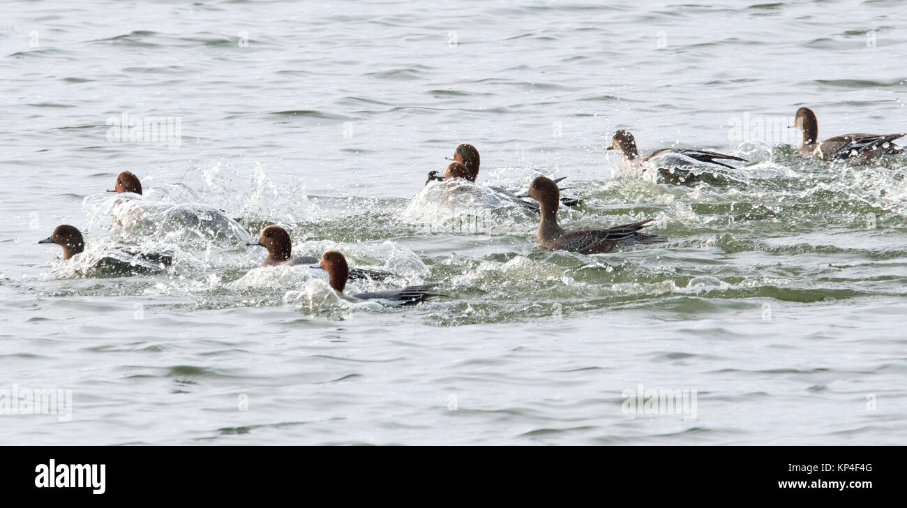 Flock of Wigeon Ducks Stock Photo - Alamy