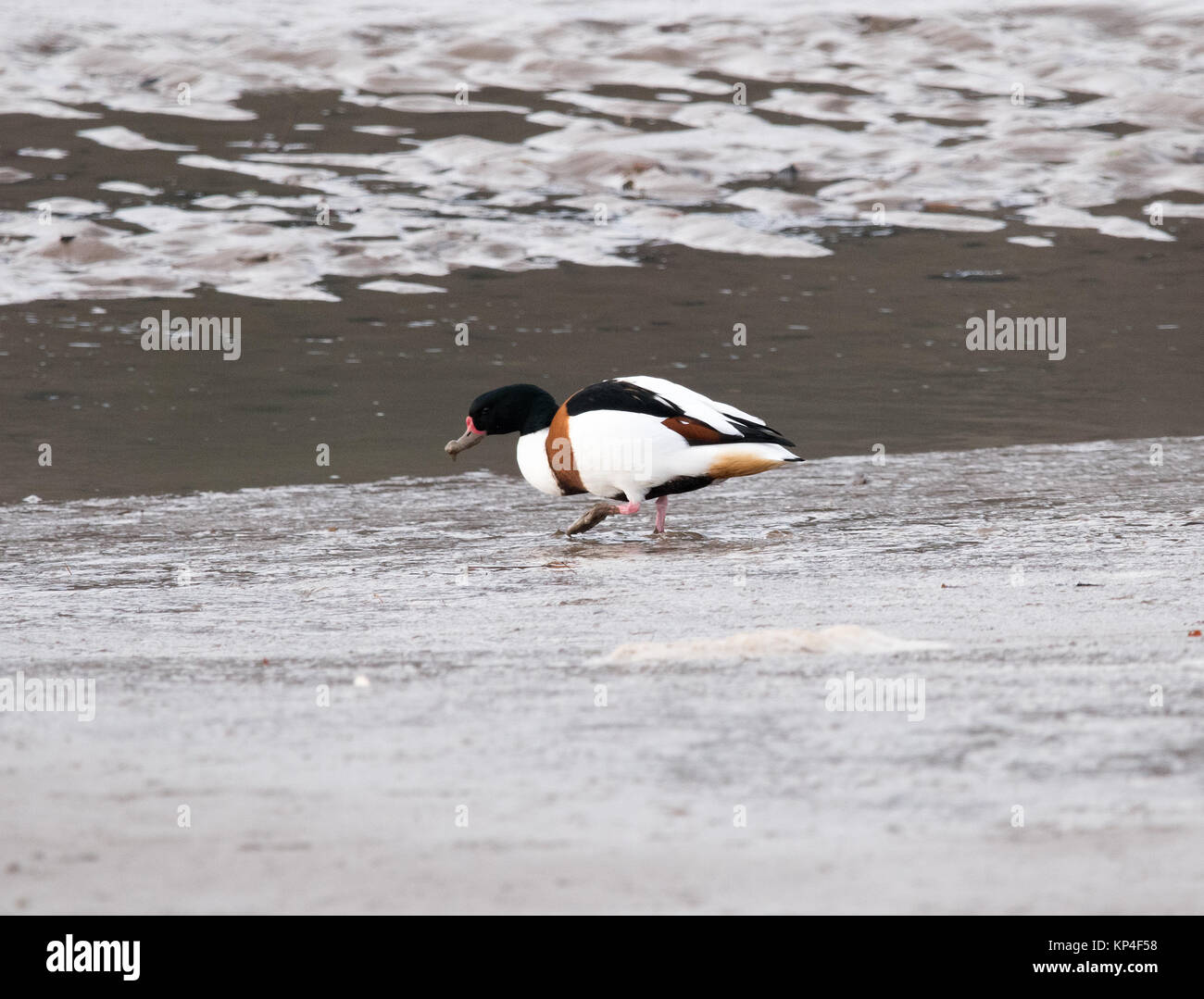 Shelduck feathers hi-res stock photography and images - Alamy
