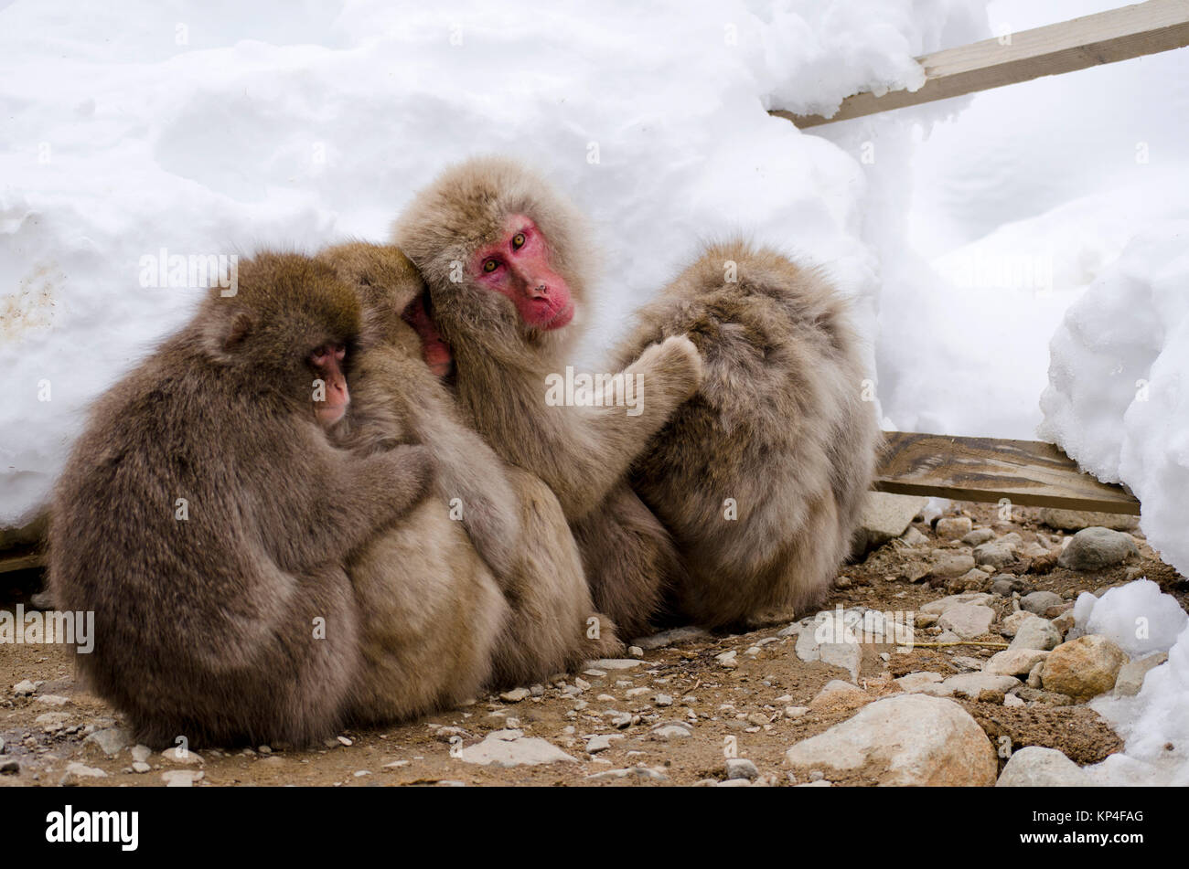 Japanese Macaque Snow Monkeys by Hot Springs Stock Photo - Alamy