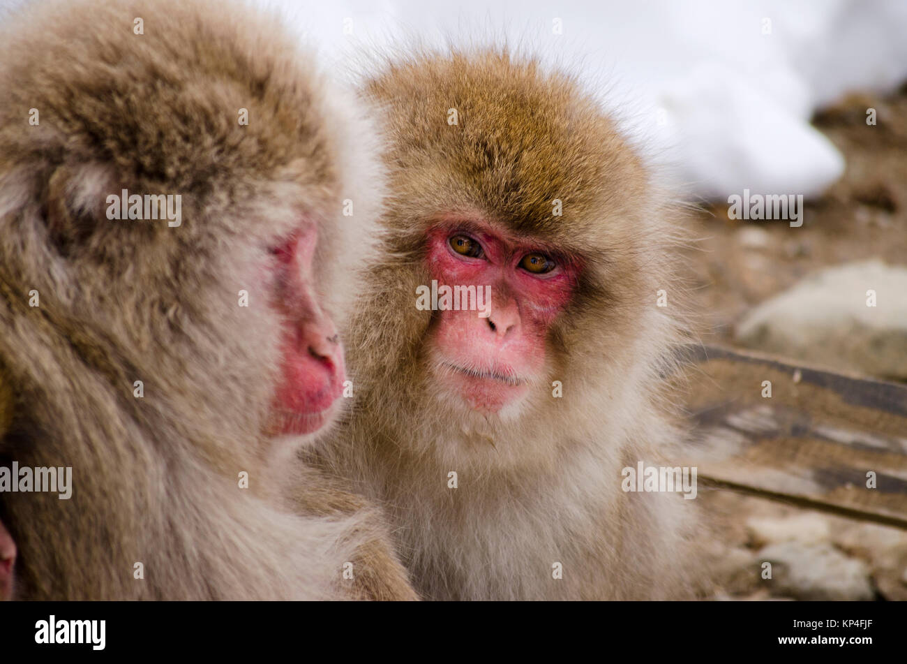 Japanese Macaque Snow Monkeys by Hot Springs Stock Photo - Alamy