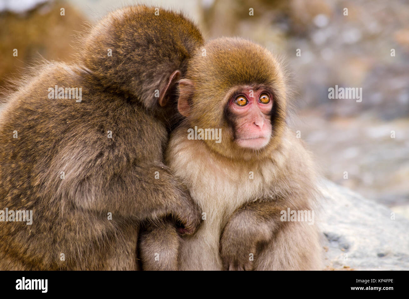 Japanese Macaque Snow Monkeys by Hot Springs Stock Photo - Alamy