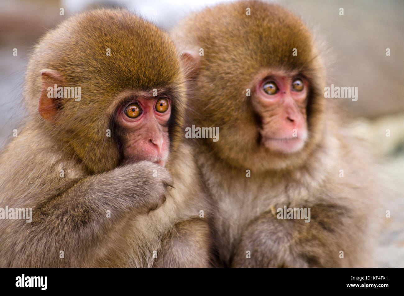 Japanese Macaque Snow Monkeys by Hot Springs Stock Photo - Alamy