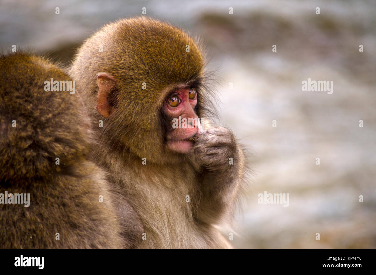 Japanese Macaque Snow Monkeys by Hot Springs Stock Photo - Alamy