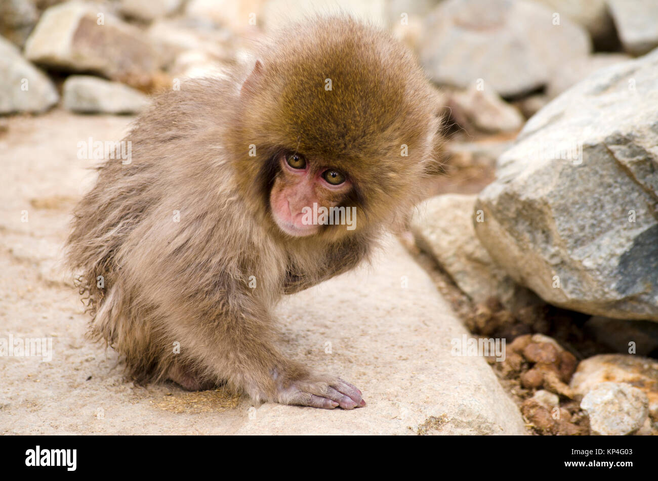 Japanese Macaque Snow Monkeys by Hot Springs Stock Photo - Alamy