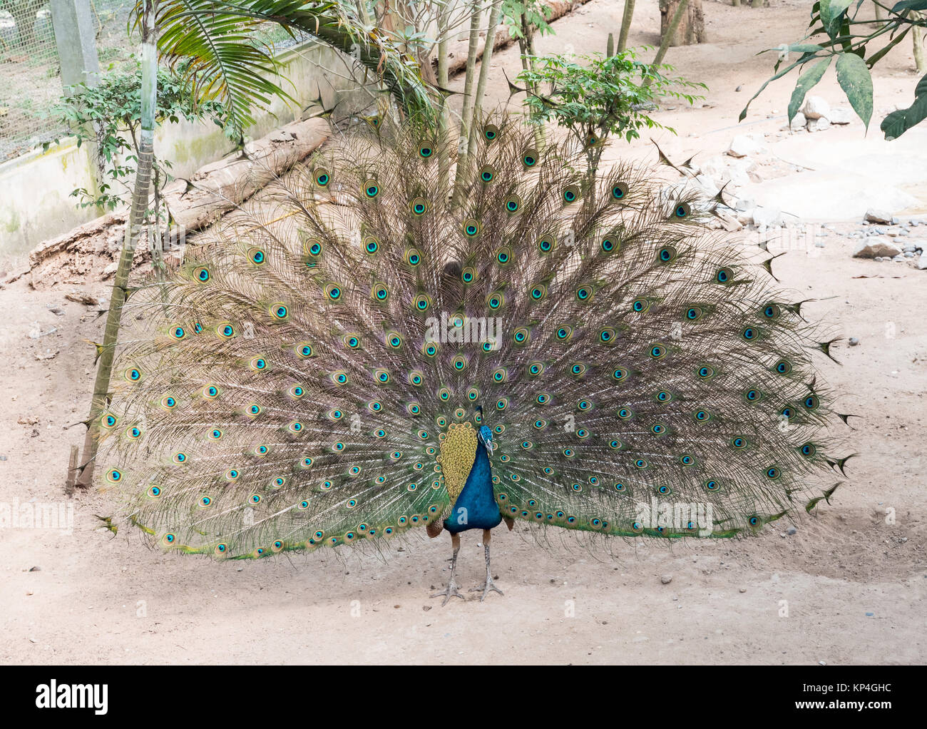 Young male peacock with the feathers out for showing to the female in ...