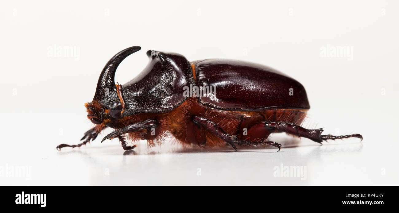 live bug a rhinoceros, shooting in a photographic studio Stock Photo ...