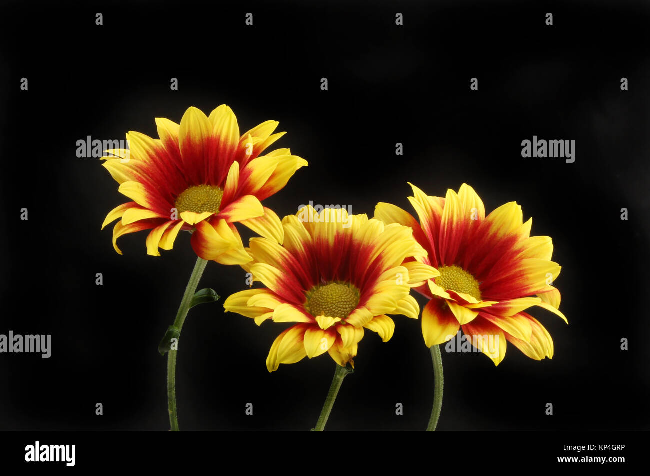 Yellow and red chrysanthemum flowers against black Stock Photo - Alamy