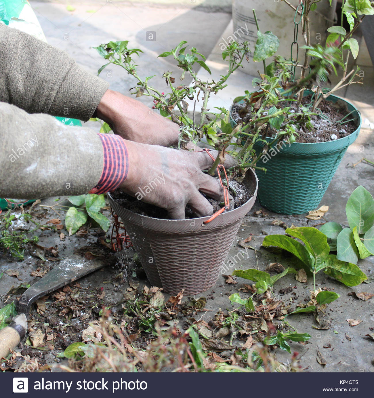Unwanted Plants High Resolution Stock Photography and Images - Alamy