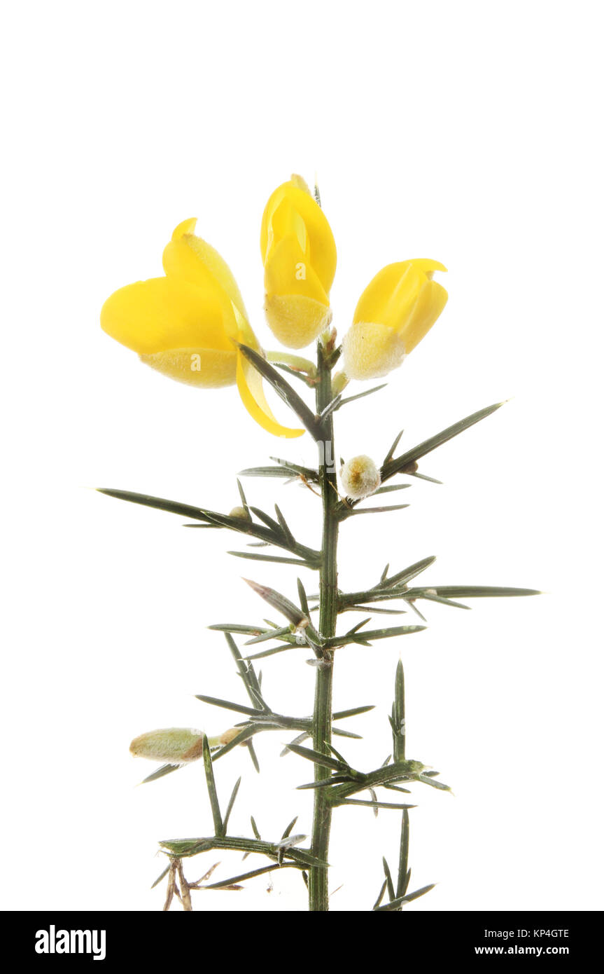 Gorse flowers and foliage isolated against white Stock Photo - Alamy
