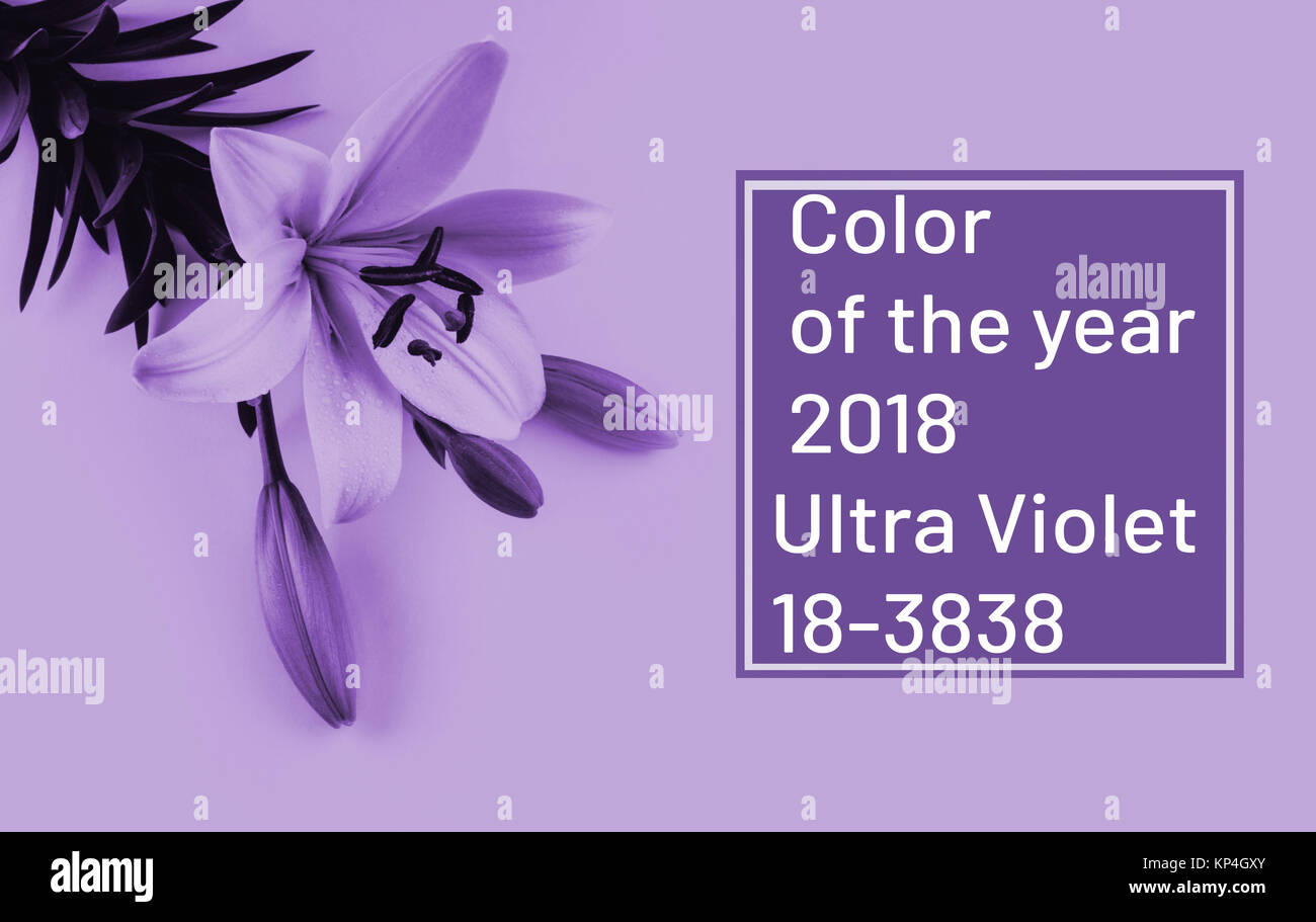 Beautiful white lily with leaves on trendy violet background. Color of ...