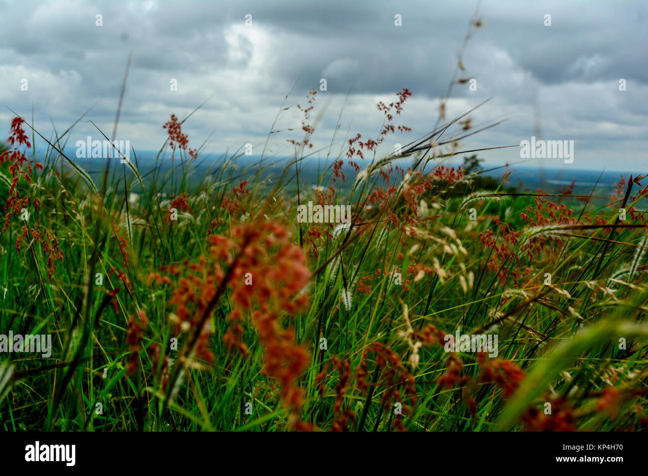 grass in wind pollen or flower Stock Photo - Alamy