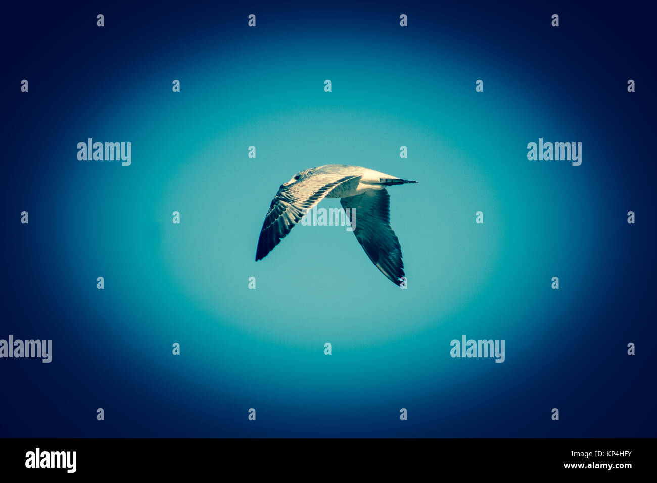 Bird flying low to the ground Stock Photo - Alamy