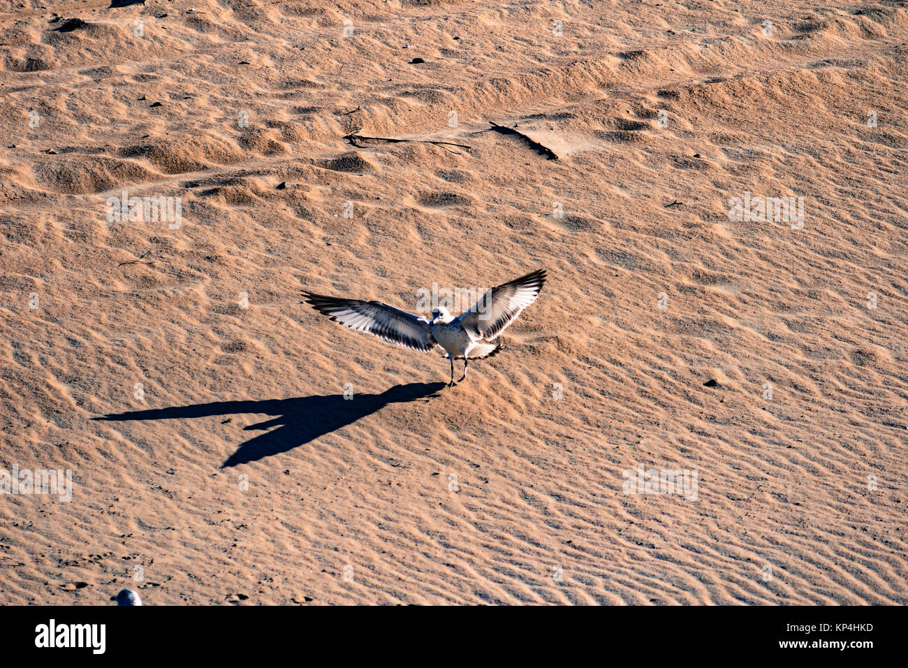 Flying bird model hi-res stock photography and images - Alamy