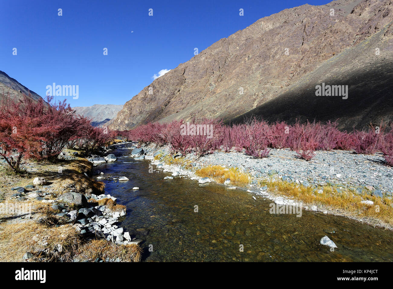 Himalayan vegetation trees hi-res stock photography and images - Alamy